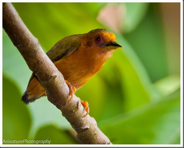 Naturalist Photography: Acrobatic Rufous Piculet